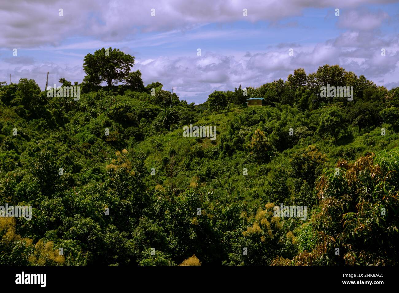 A lone big green tree top of the mountain in Bandarban, Bangladesh. Sky ...