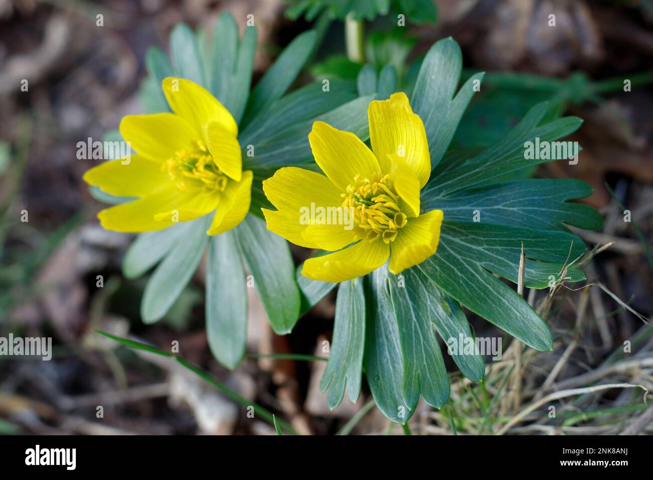 Yellow Aconites in the gardens at Ickworth house near Bury St Edmunds ...
