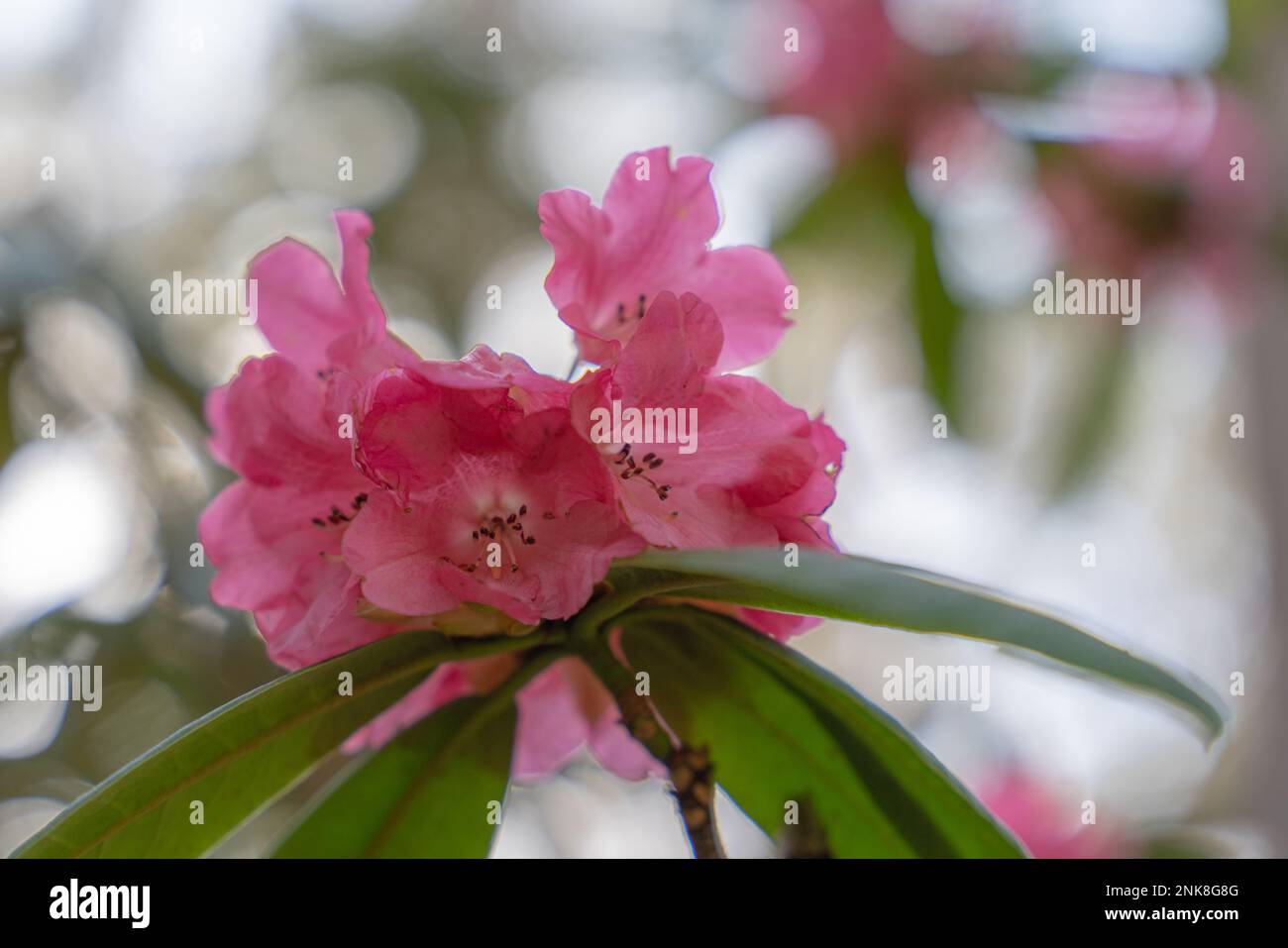 Deep pink rhododendron flowers blooming in the spring sunshine Stock ...
