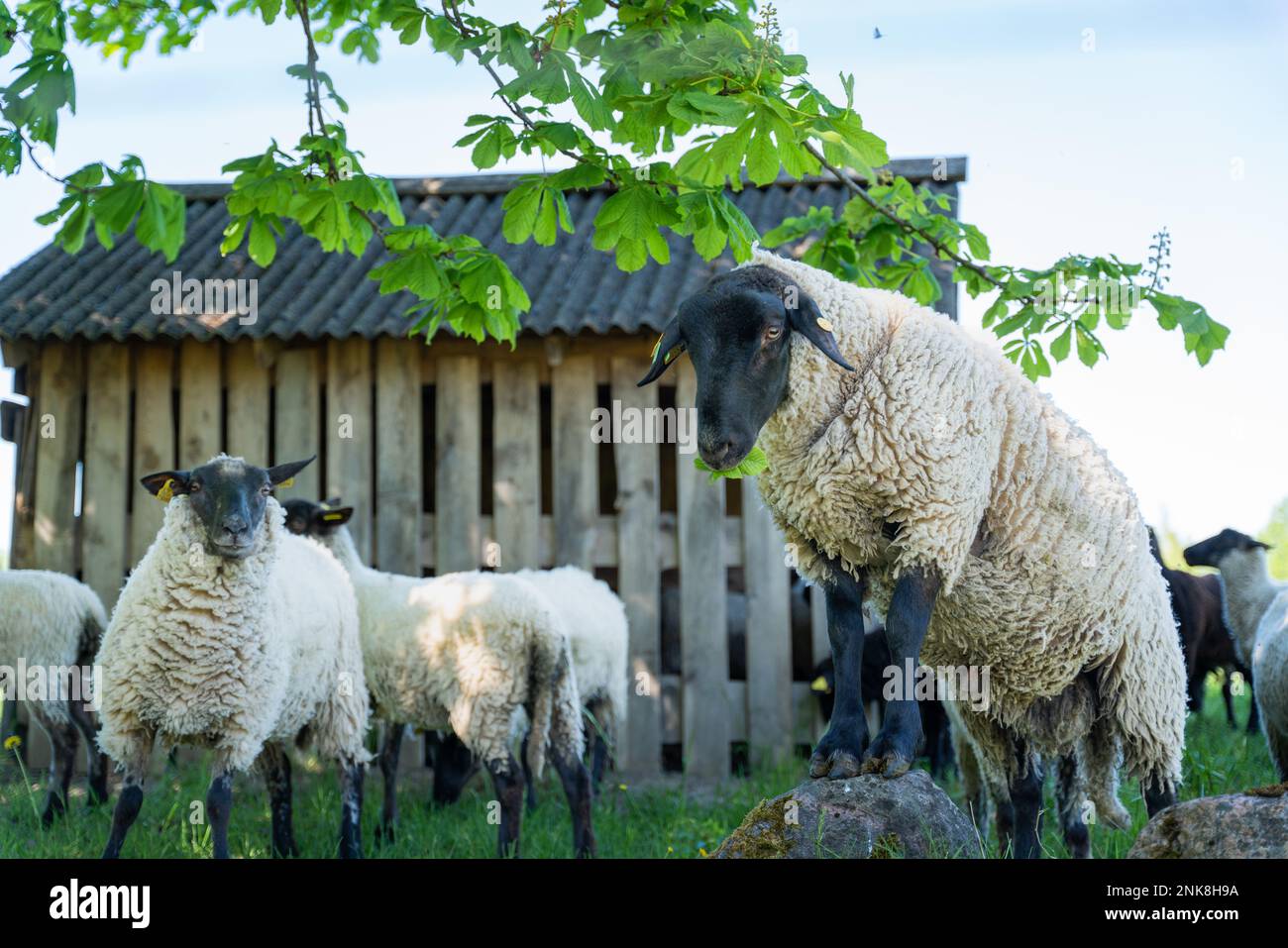 Estonian dark headed sheep hi-res stock photography and images - Alamy