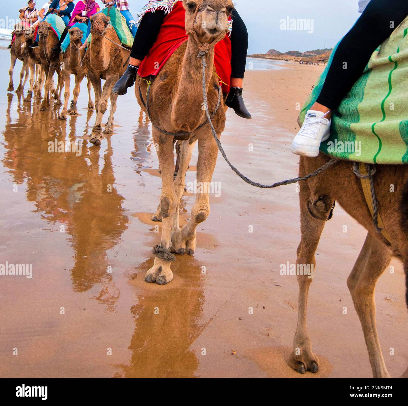 Agadir camels hi-res stock photography and images - Alamy