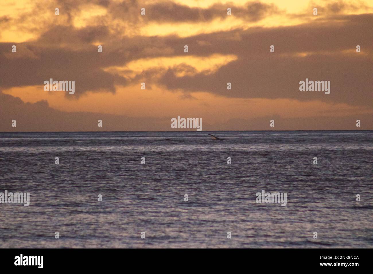 Humpback whale sighting hi-res stock photography and images - Alamy