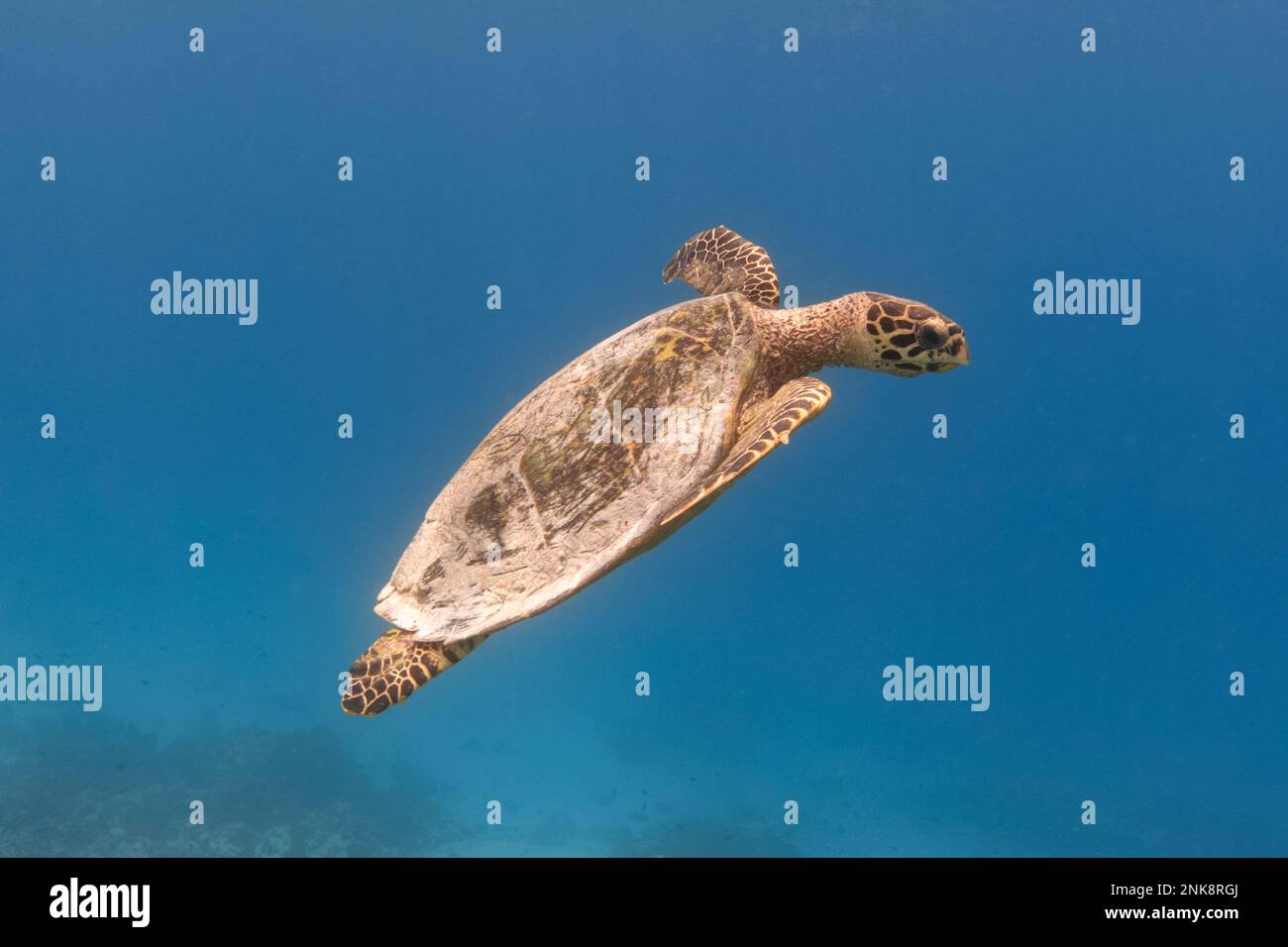 Hawksbill sea turtle in the deep blue ocean. Tropical tortoise Stock ...