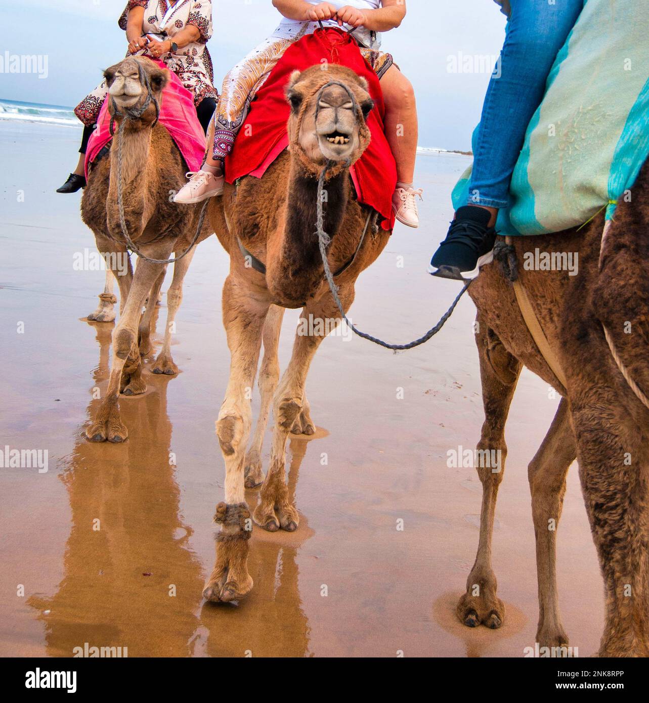 Agadir camels hi-res stock photography and images - Alamy