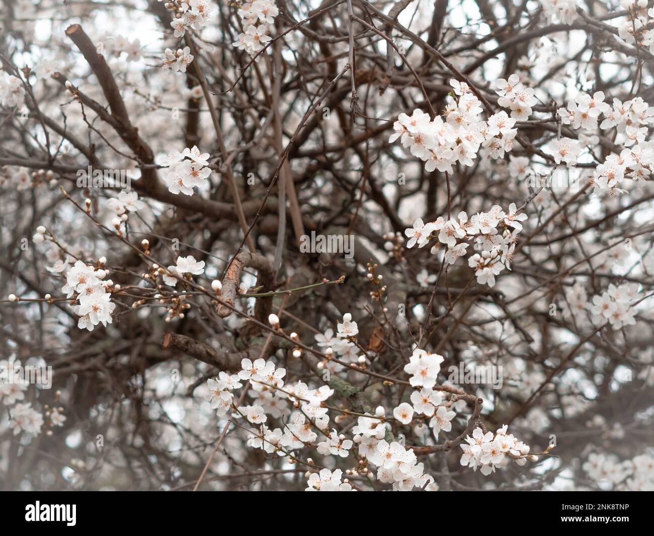 Spring blooming tree with white flowers, natural background and ...