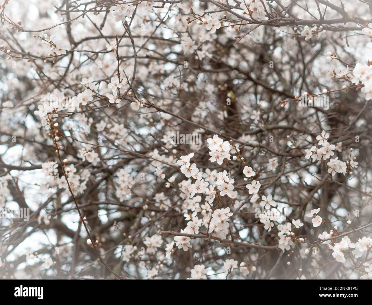 Spring blooming tree with white flowers, natural background and ...