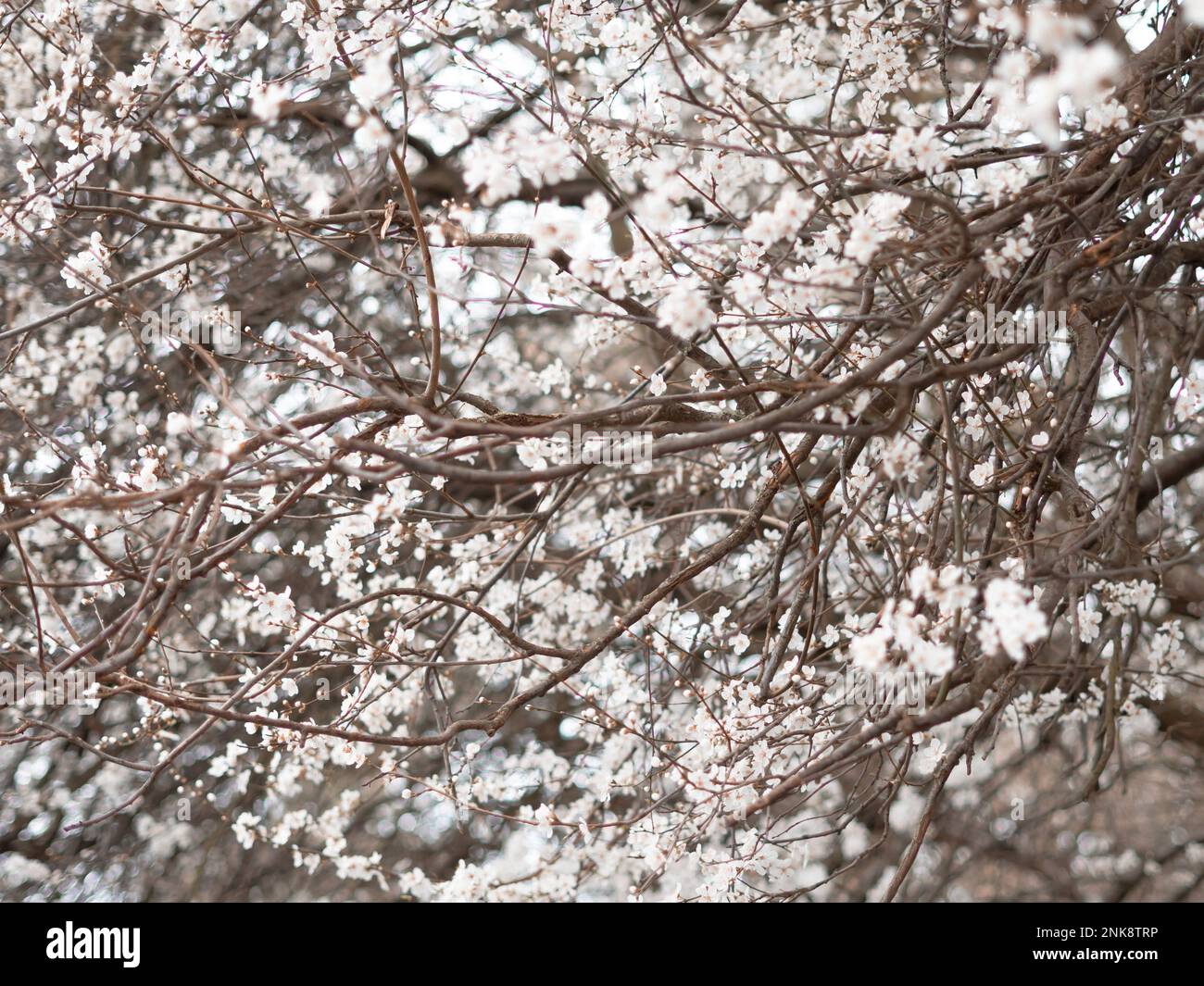 Spring blooming tree with white flowers, natural background and ...