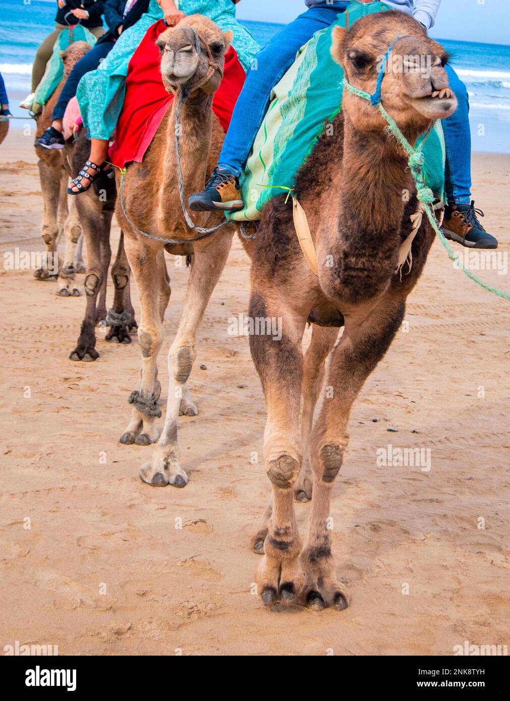 Agadir camels hi-res stock photography and images - Alamy
