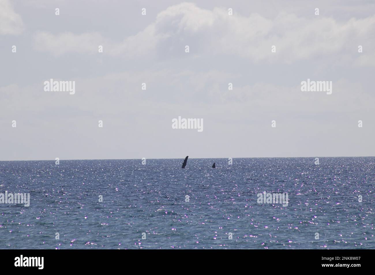 Whales sighting hi-res stock photography and images - Alamy