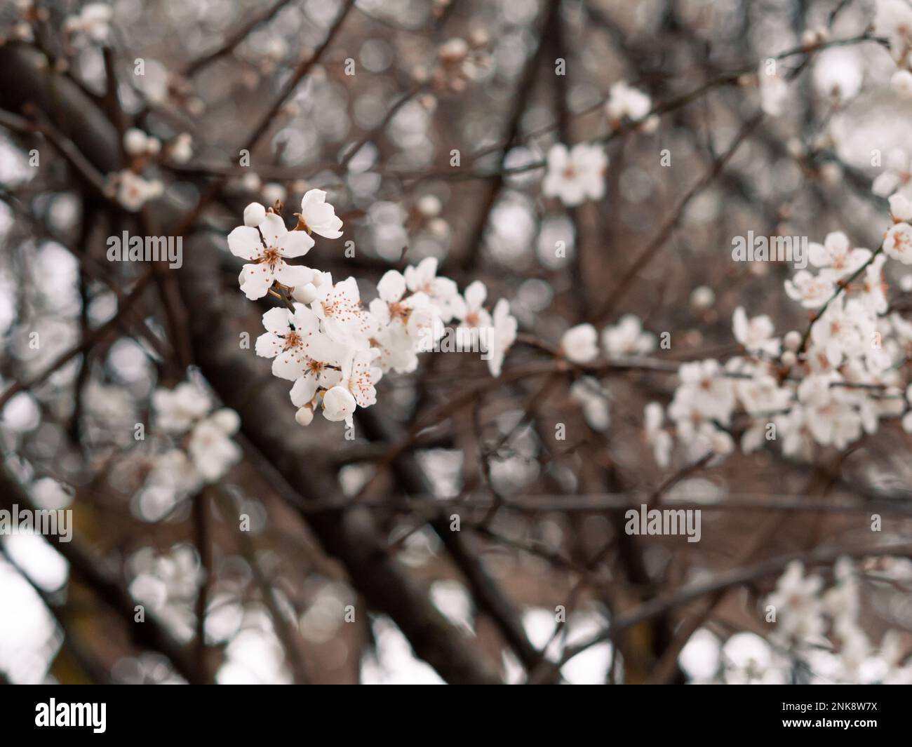 Spring blooming tree with white flowers, natural background and ...