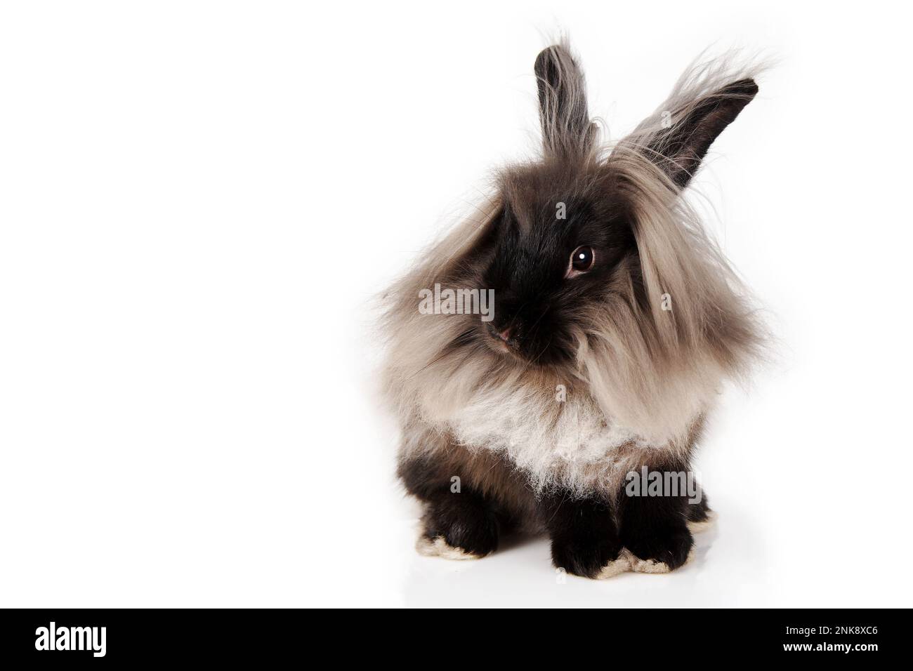 Cute lionhead bunny rabbit isolated on white Stock Photo - Alamy