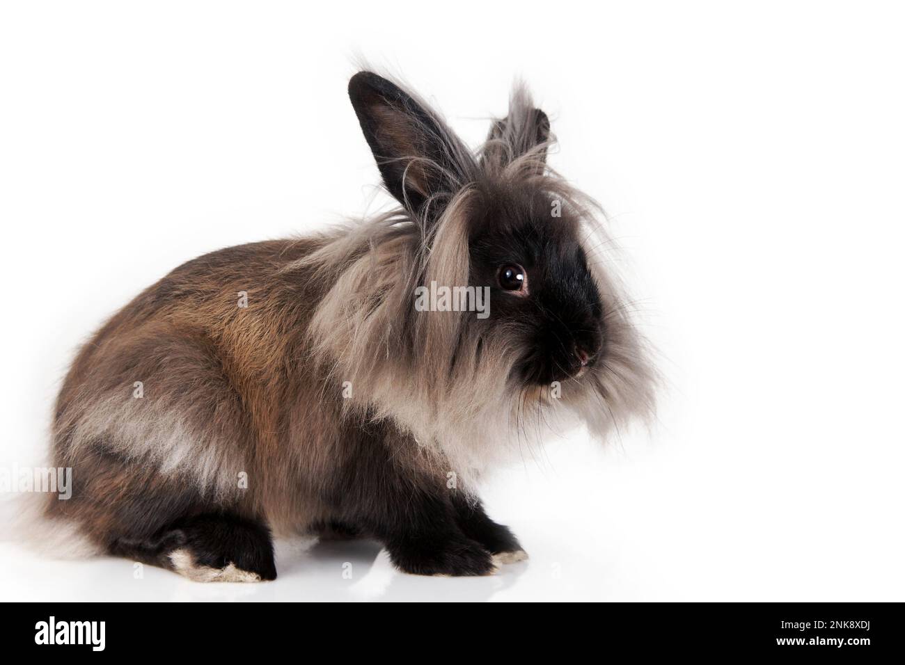 Cute lionhead bunny rabbit isolated on white Stock Photo - Alamy