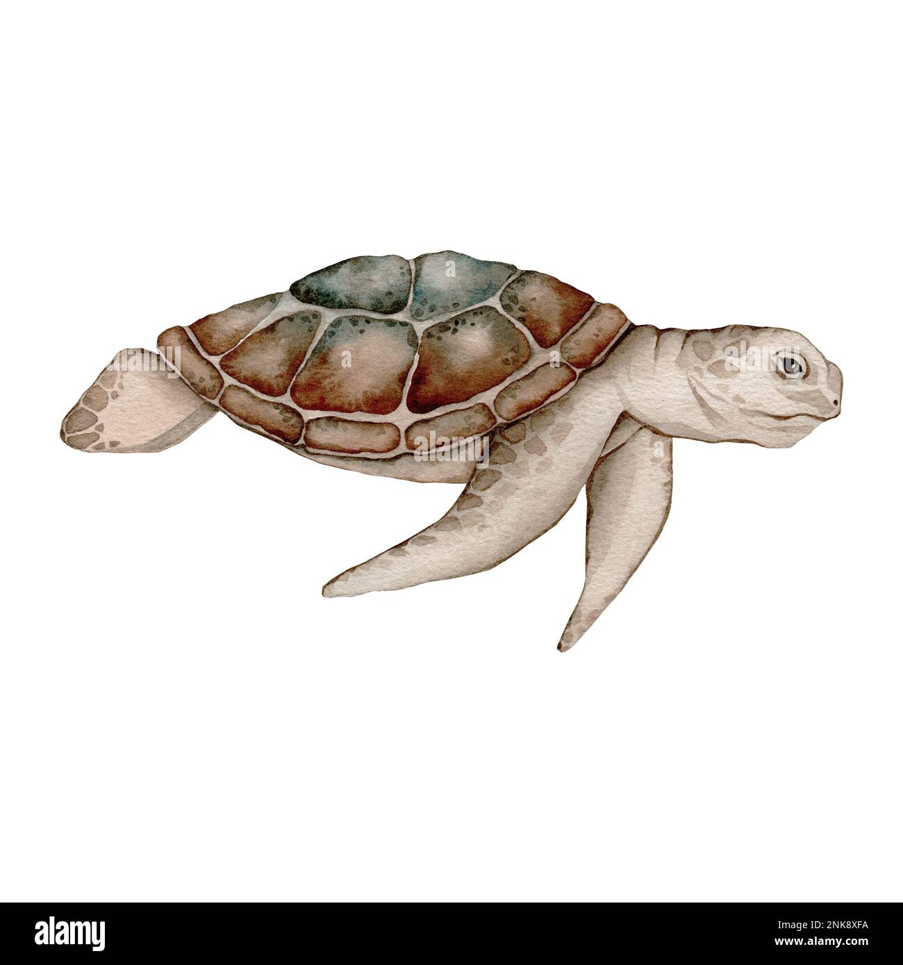 Hand-painted watercolour illustration of sea turtle on white background ...