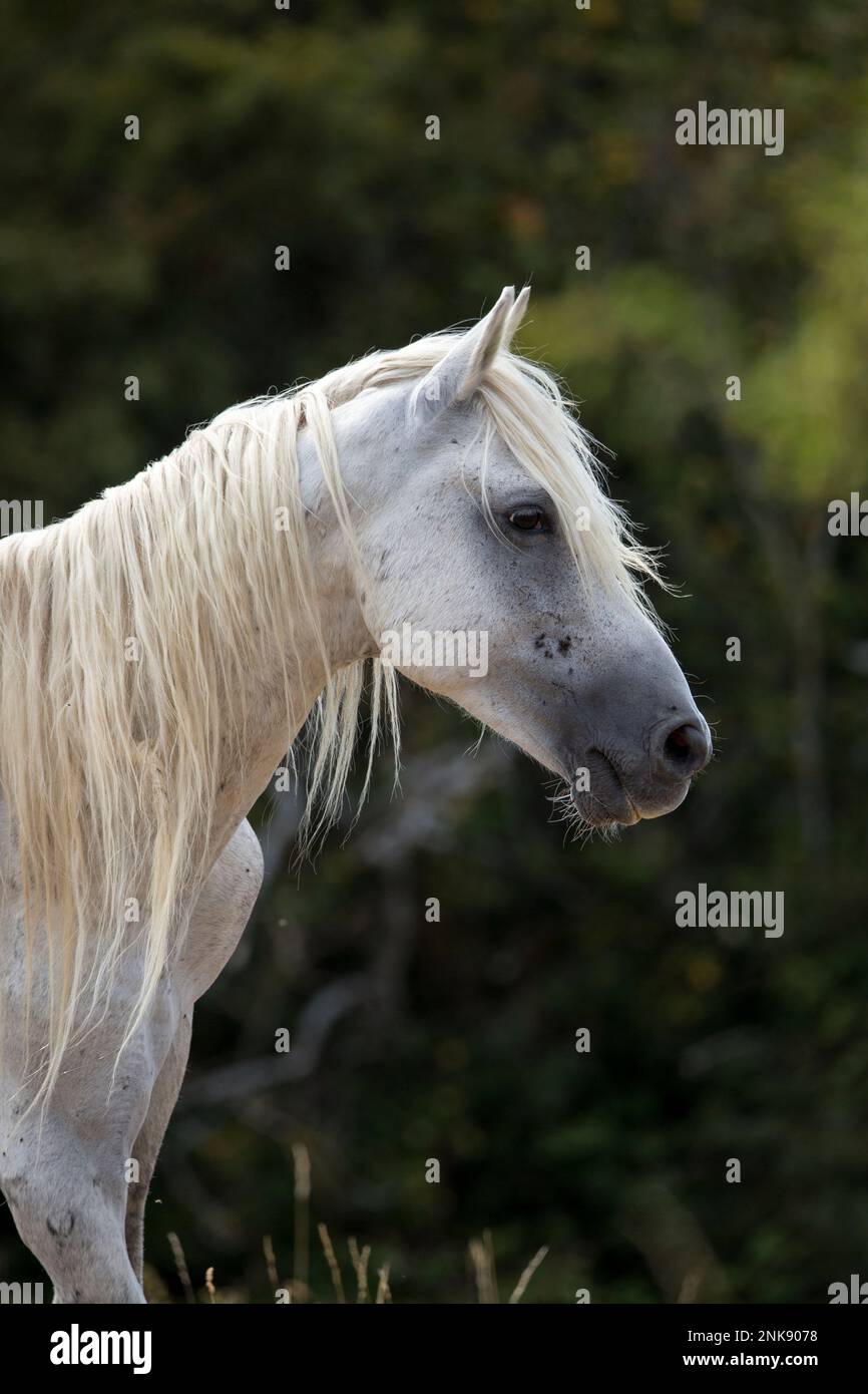 "Broken Leg" the warrior stallion that lives wild in the mountains of ...