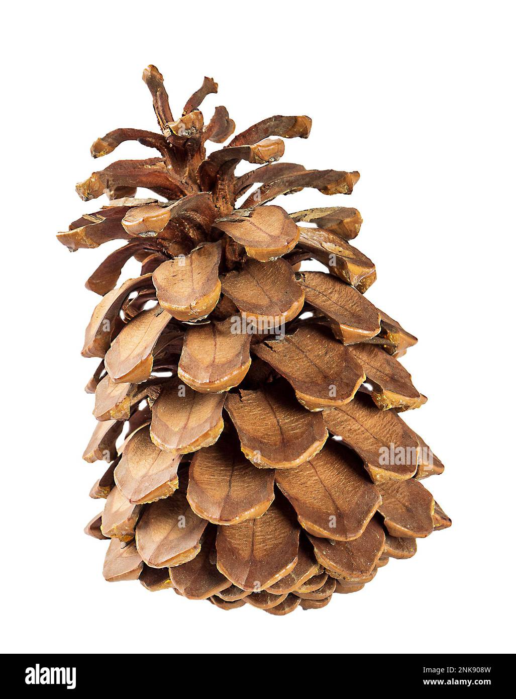 Large pine cone with a bright texture.Isolate on a white background ...