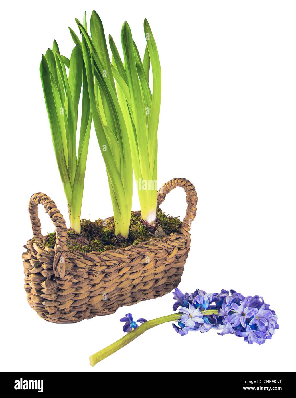 Reed shoots Cut Out Stock Images & Pictures - Alamy