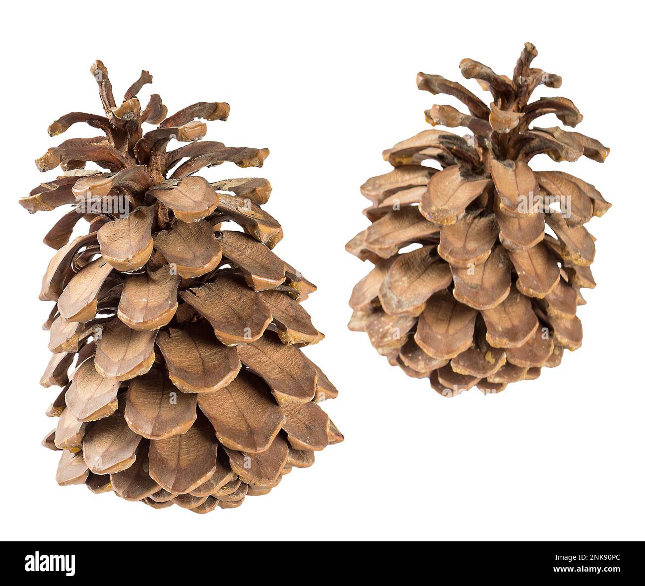 Two pine cones close up, isolate on white background Stock Photo - Alamy