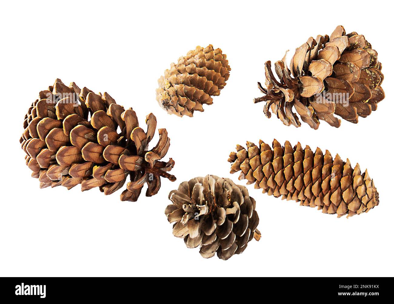 Group of pine and fir cones close up, isolate on white background Stock ...