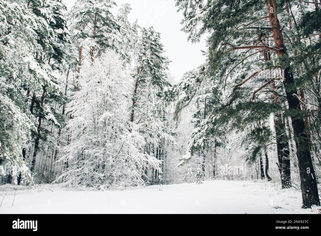 Winter landscape.Snowy forest in Latvia after a snowfall.The trees are ...