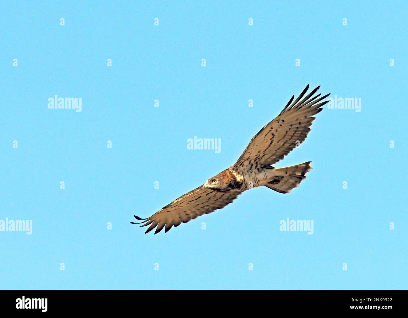Short-toed snake eagle Circaetus gallicus in flight Stock Photo - Alamy