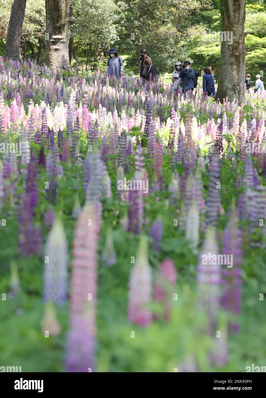 Purple color Lupinus flowers are in full bloom at the Garden Plant ...