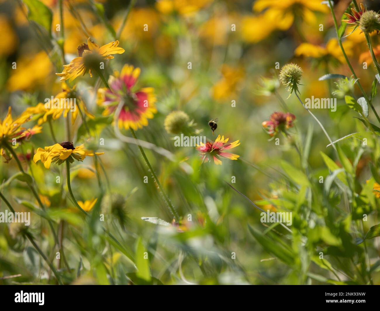 Bees in a wildflower meadow Stock Photo - Alamy