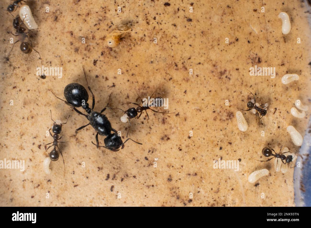 Ant queen and worker ants reaper, ant eggs on a plaster platform of an ...
