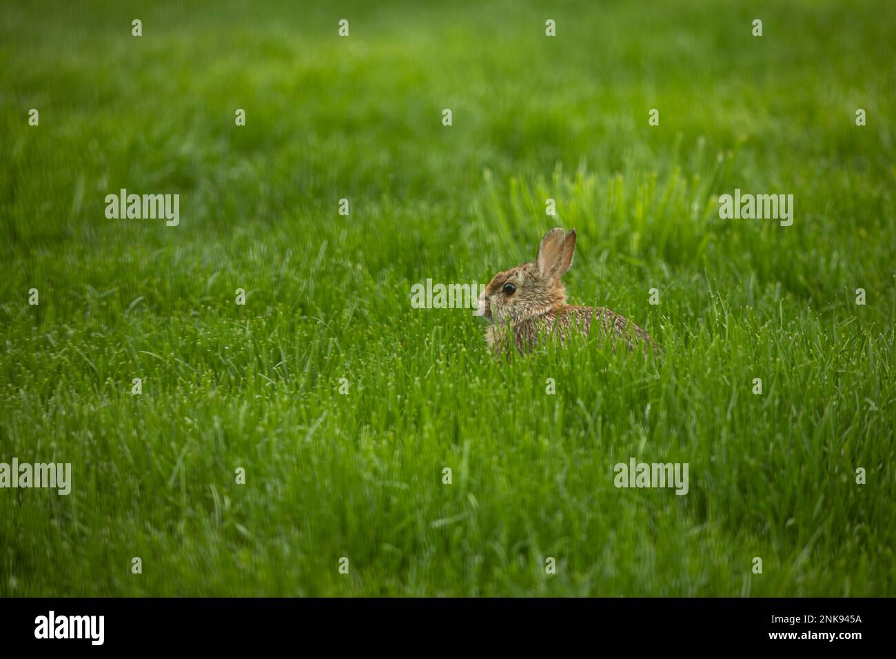 Wet rabbit hi-res stock photography and images - Alamy