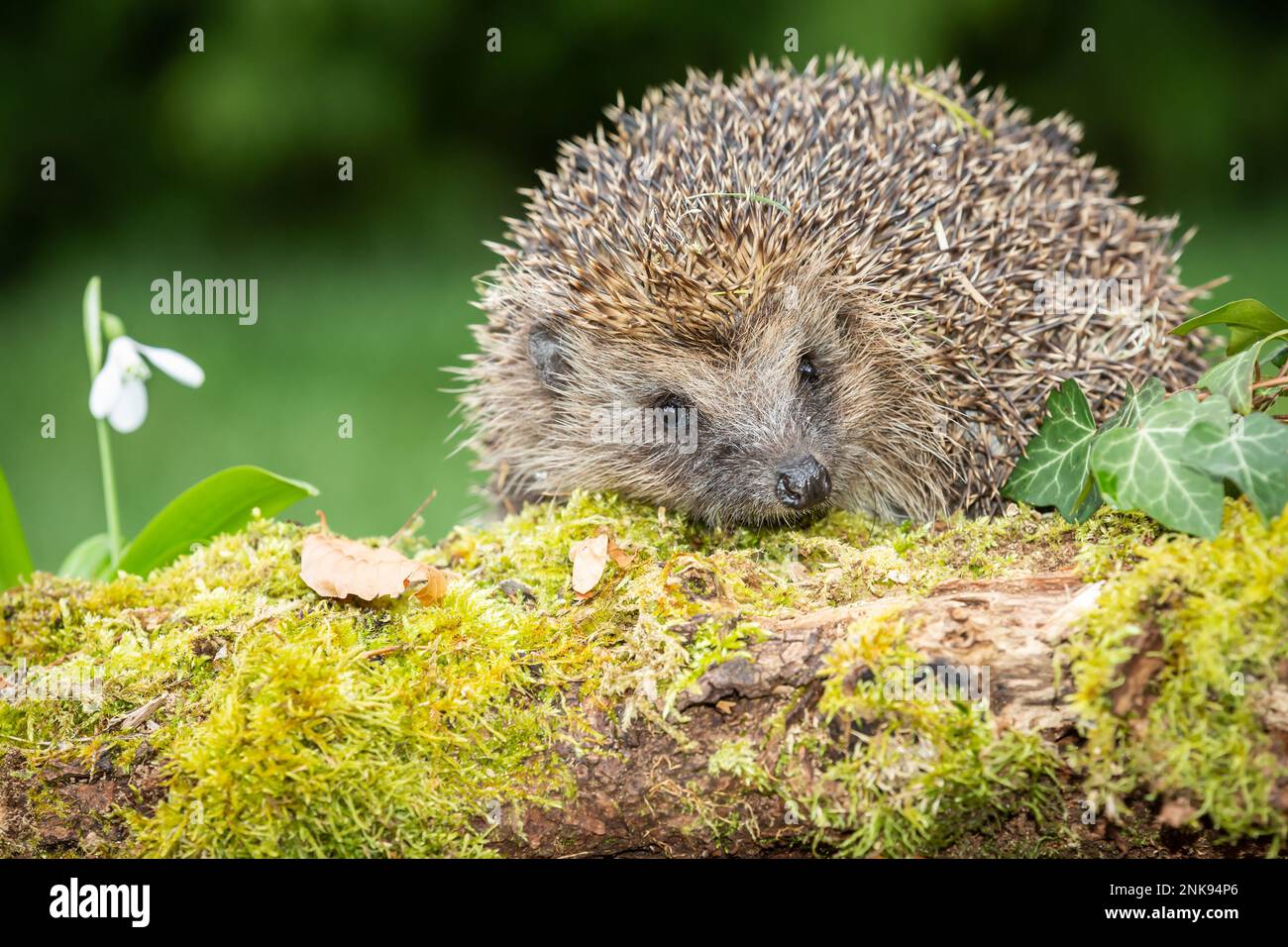 Hedgehog, Scientific name: Erinaceus europaeus. Close up of a wild ...