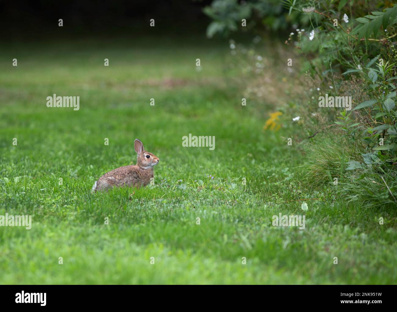 Cute rabbit garden hi-res stock photography and images - Alamy
