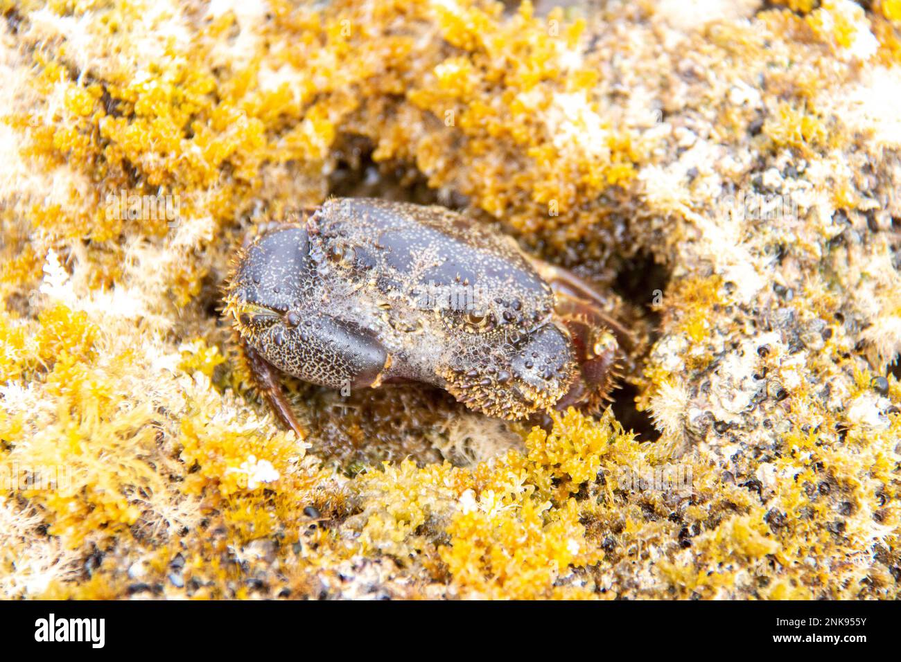 Crab on the beach, Close up crab at the beach. Macro photography Stock ...