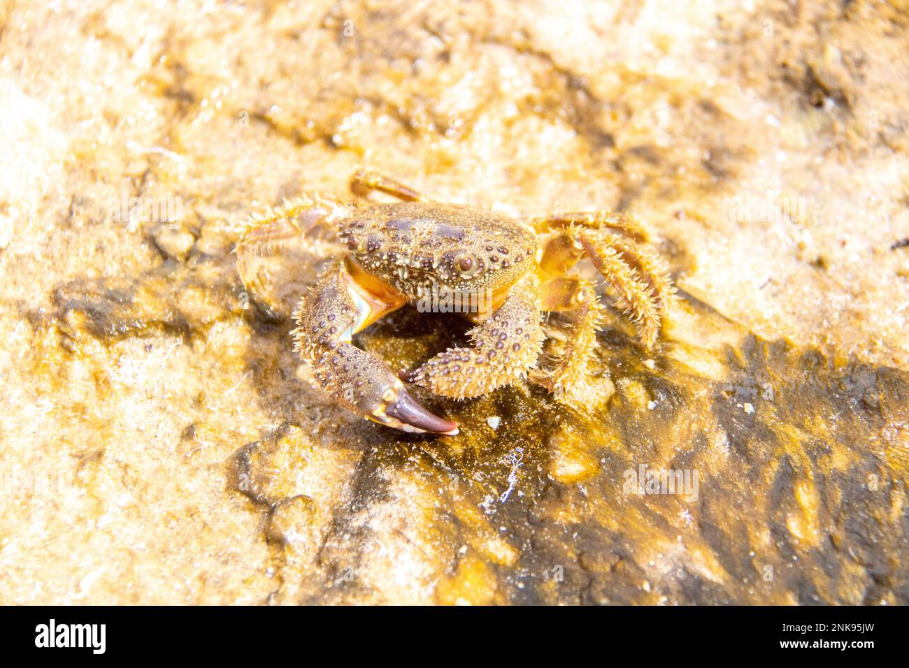 Crab on the beach, Close up crab at the beach. Macro photography Stock ...