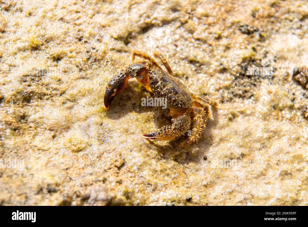 Crab on the beach, Close up crab at the beach. Macro photography Stock ...