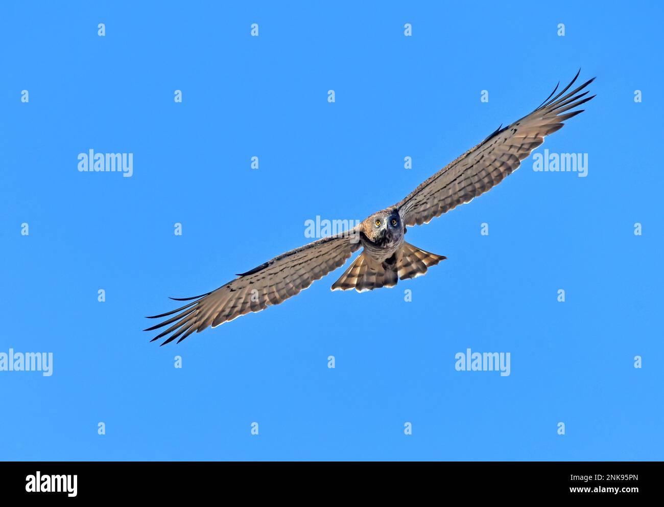 Short-toed snake eagle Circaetus gallicus in flight Stock Photo - Alamy