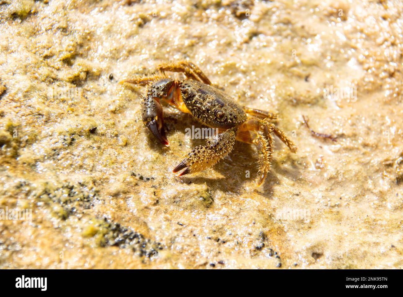 Crab on the beach, Close up crab at the beach. Macro photography Stock ...