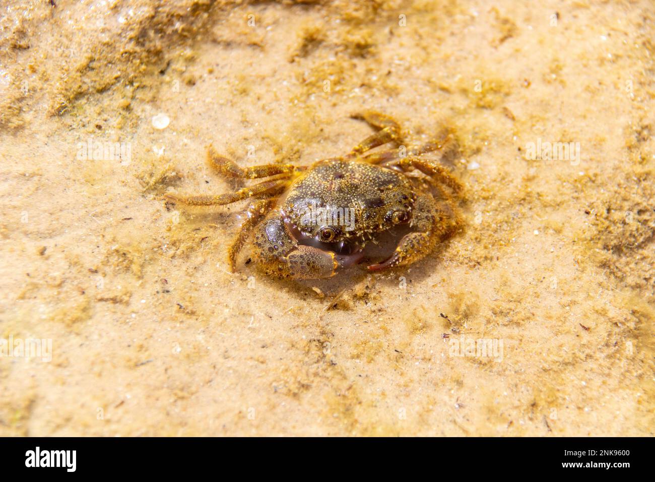 Crab on the beach, Close up crab at the beach. Macro photography Stock ...