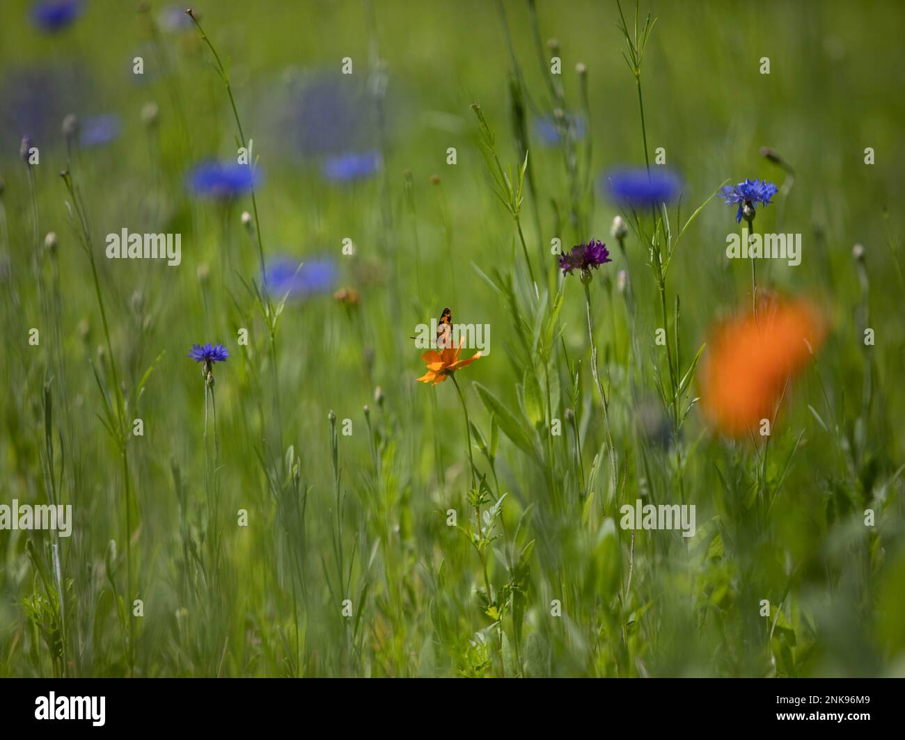 Butterfly in wildflower meadow Stock Photo - Alamy