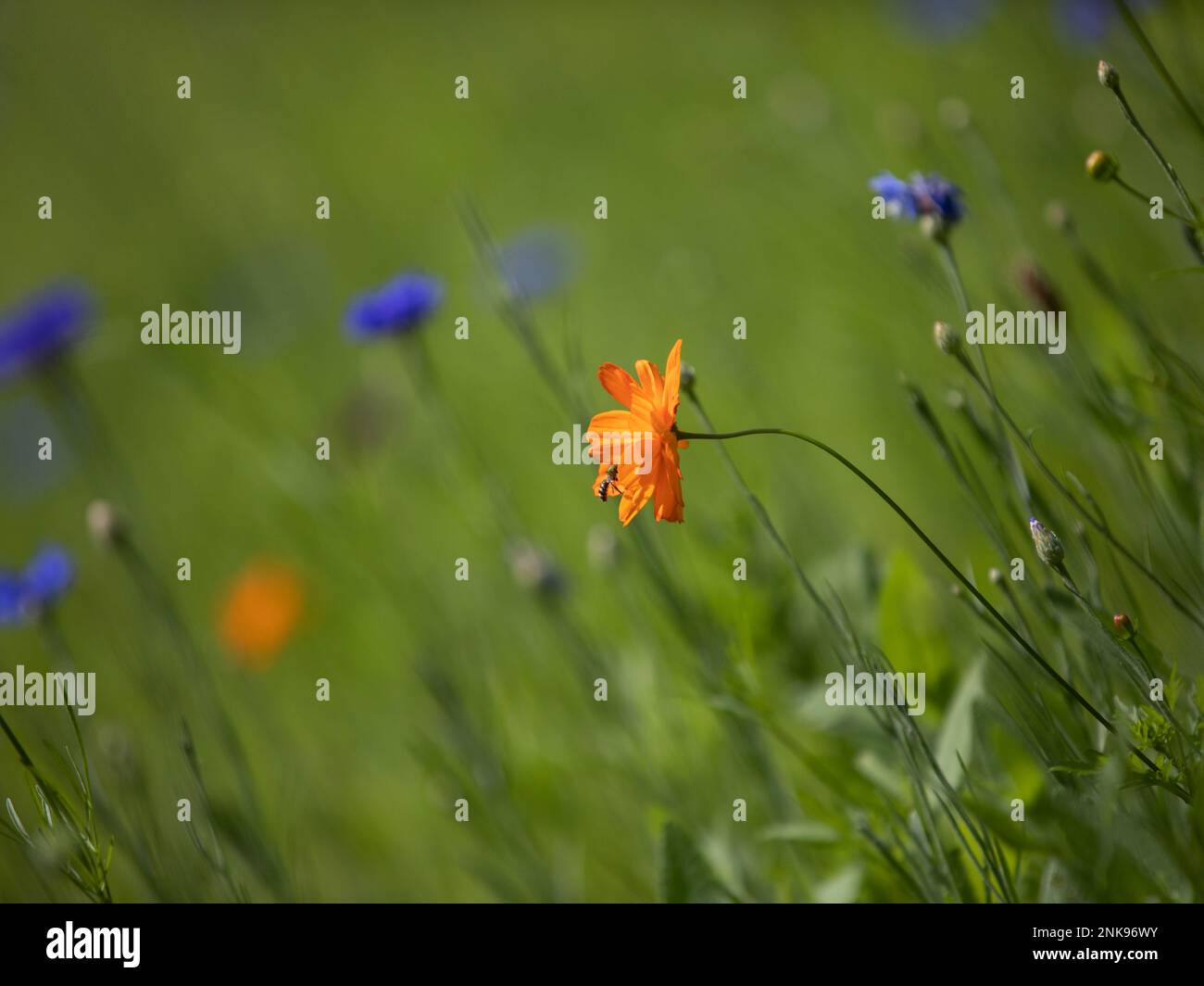 Bee garden meadow hi-res stock photography and images - Alamy