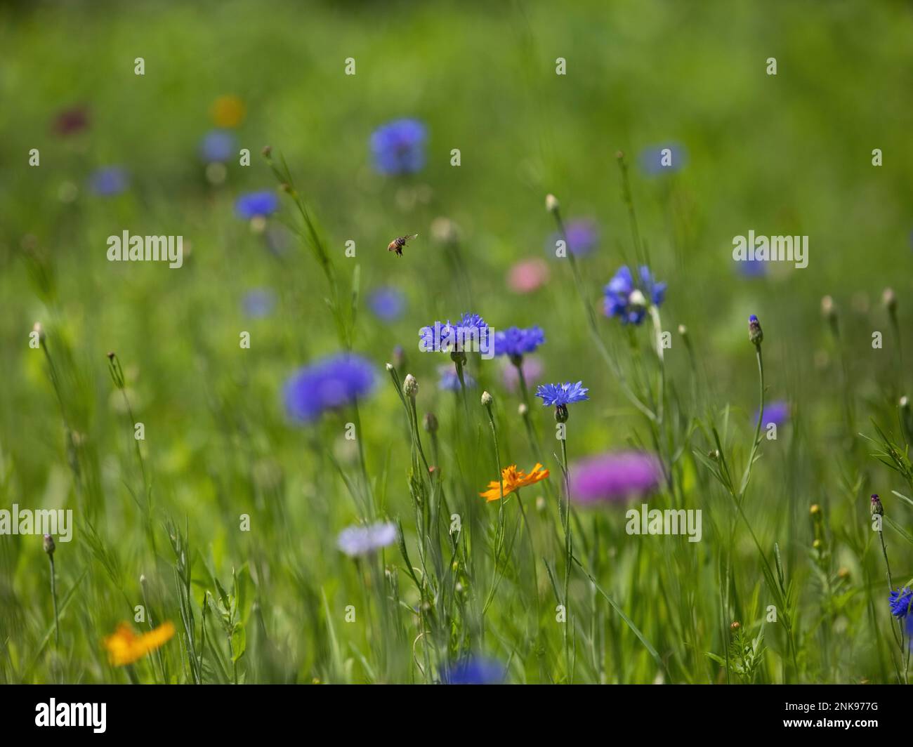 Bee in a wildflower meadow Stock Photo - Alamy