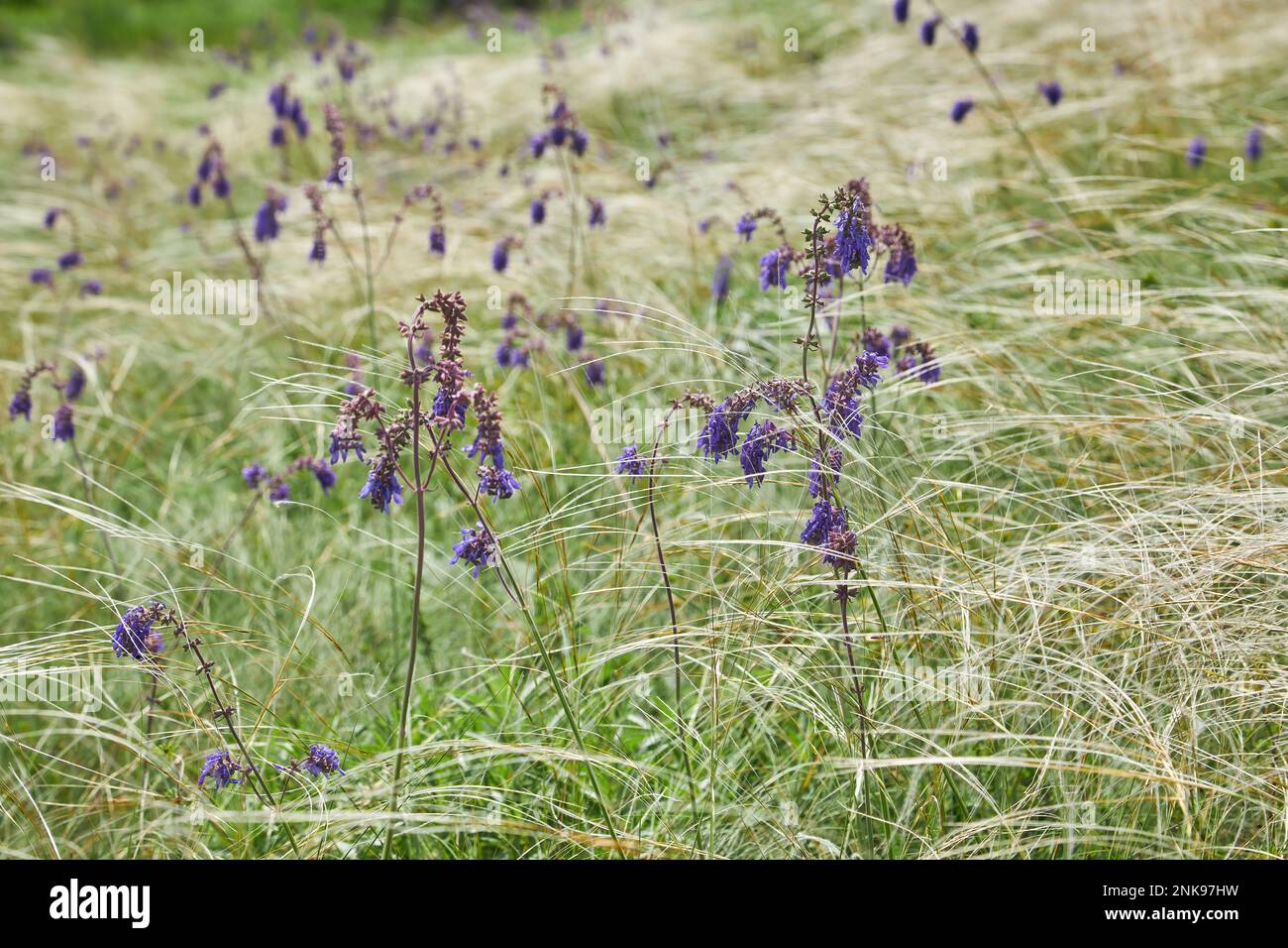 Stipa capillata as known as feather, needle, spear grass in steppe ...