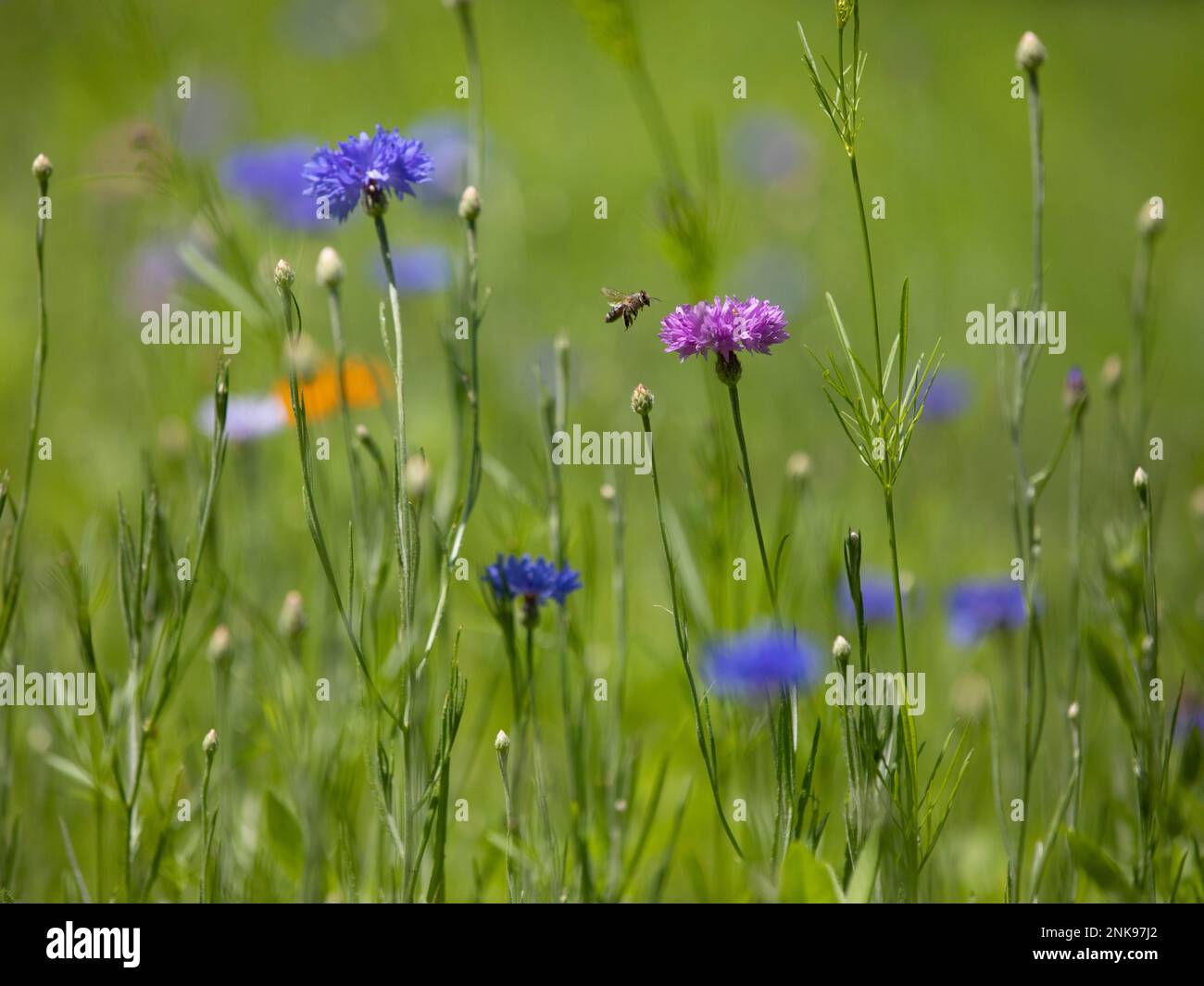 Wildflowers garden bee hi-res stock photography and images - Alamy
