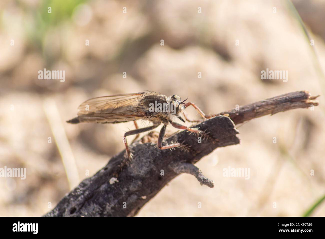 Insect on the stick hi-res stock photography and images - Alamy