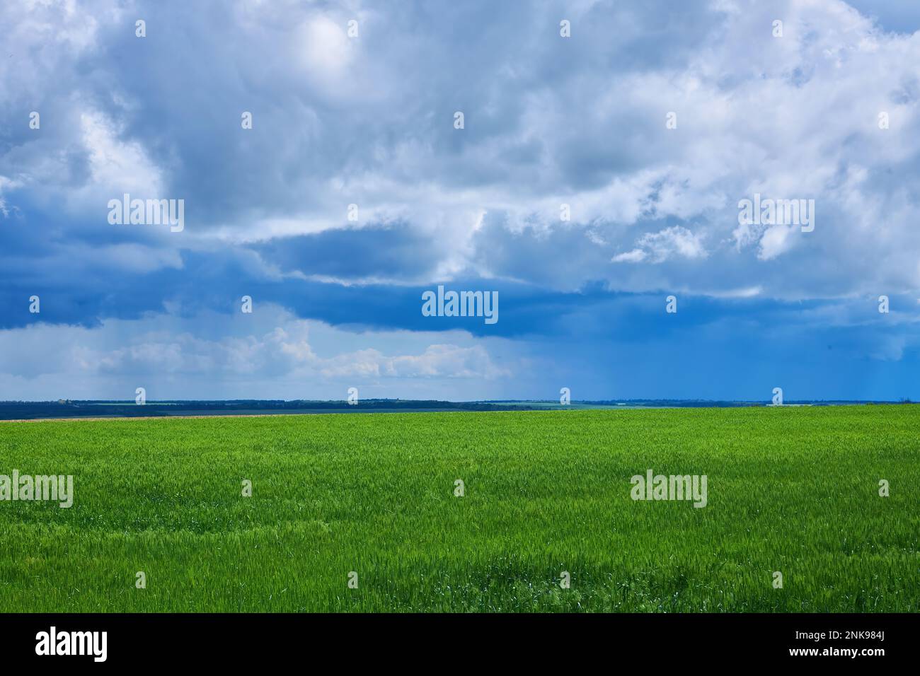 green earth, fields of Ukraine, grains sky, green grass Stock Photo - Alamy