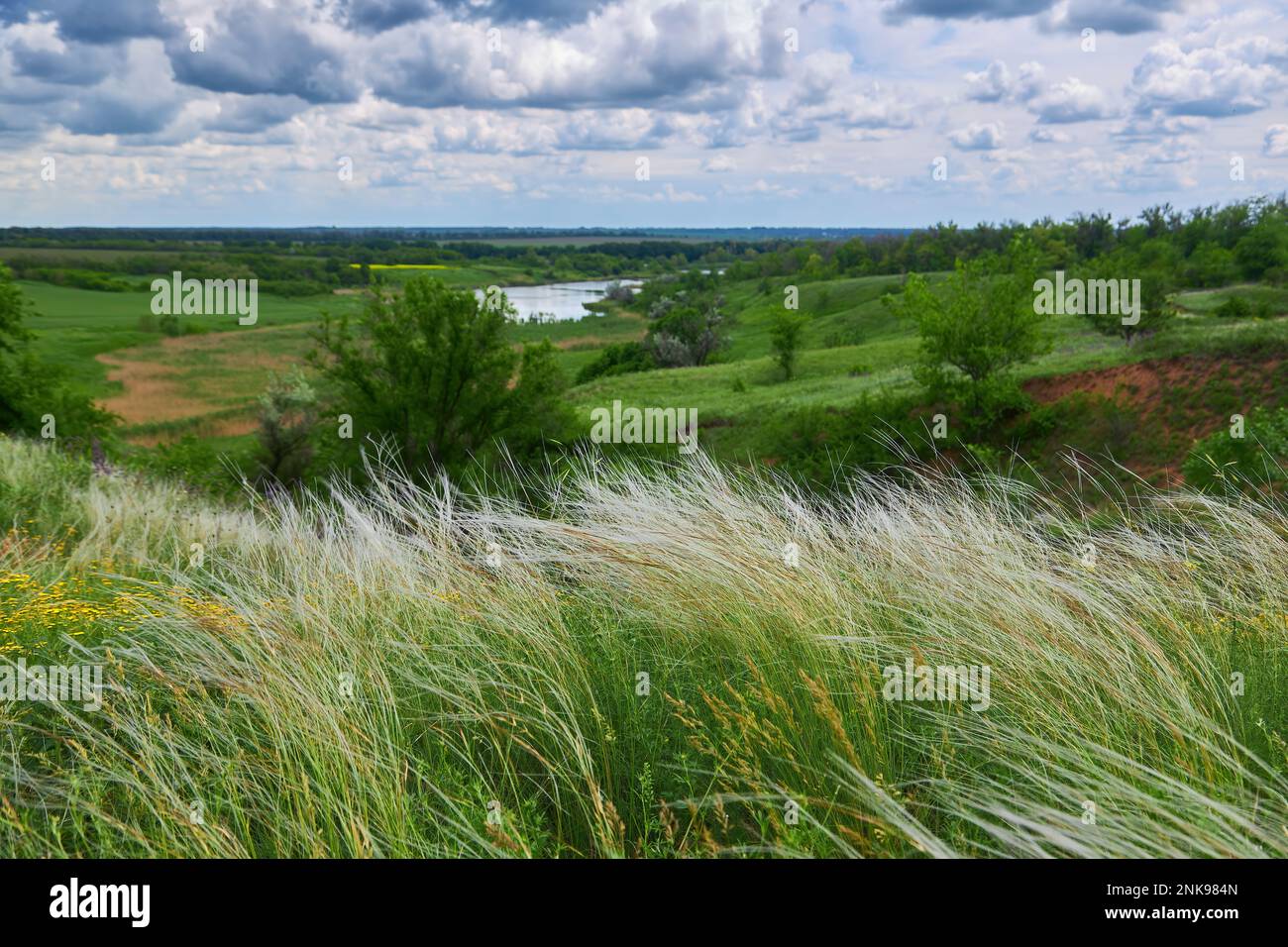 Spear grass tree hi-res stock photography and images - Alamy