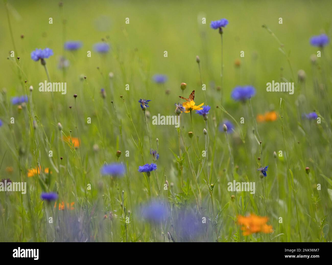 Pearl Crescent butterfly in a wildflower meadow Stock Photo - Alamy