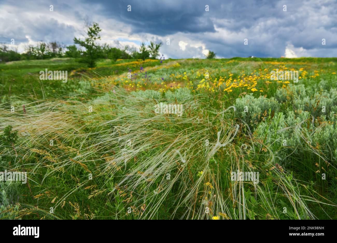 Landscape with Stipe Feather Grass or Grass Needle Nassella tenuissima ...