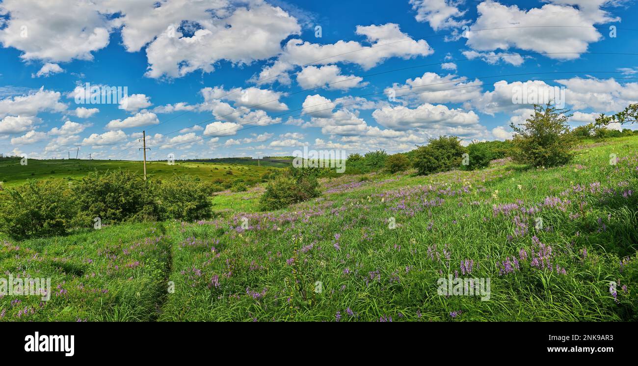 green earth, fields of Ukraine, grains sky, green grass Stock Photo - Alamy