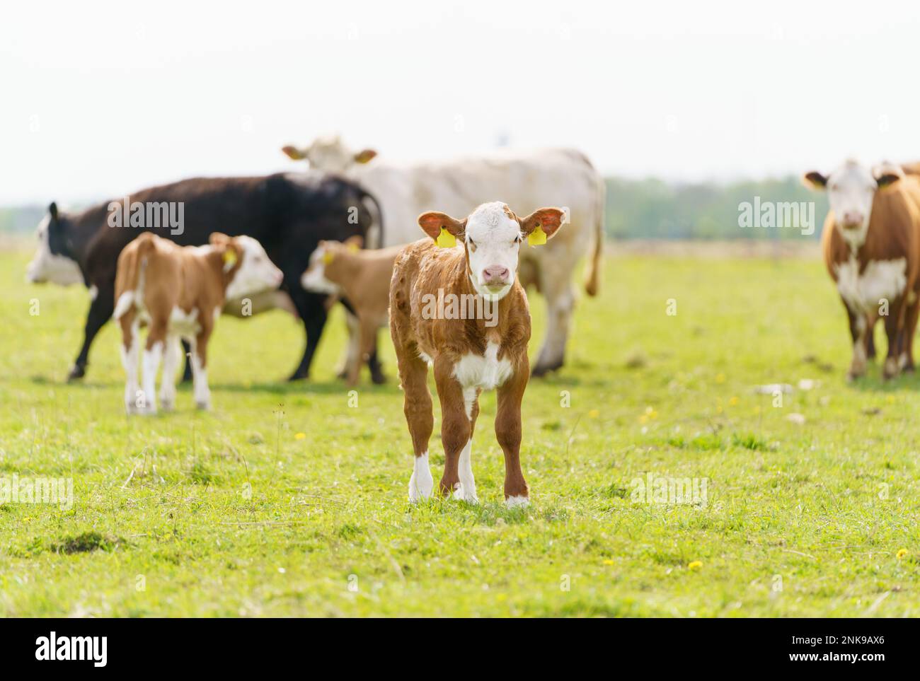 Simmental cows with calves out on grass in springtime Stock Photo - Alamy