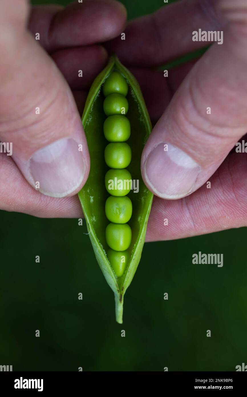 A man's hands holding a fresh pea pod with peas in it Stock Photo - Alamy