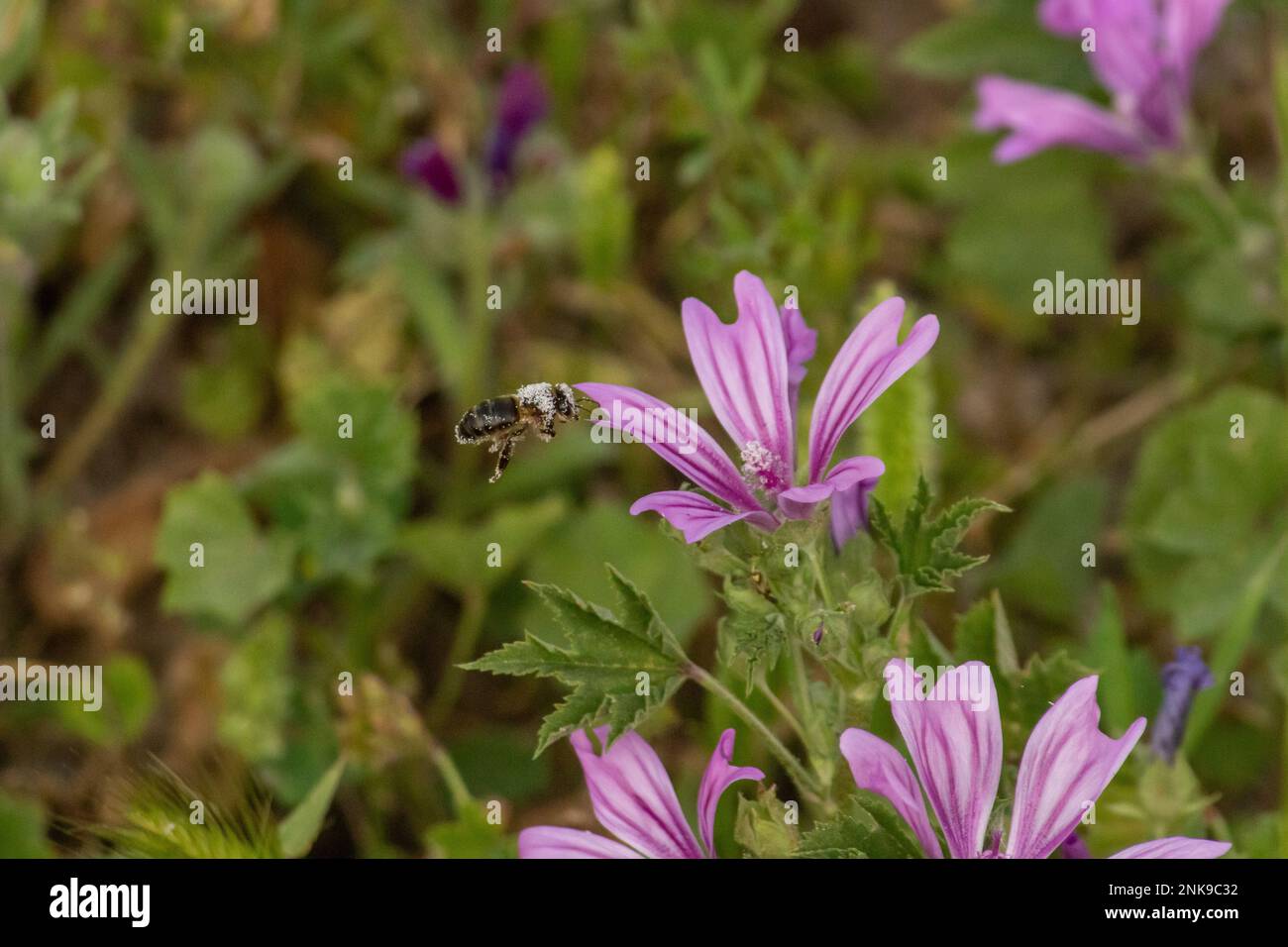 Bee on a flower of a mallow Malva sylvestris Stock Photo - Alamy